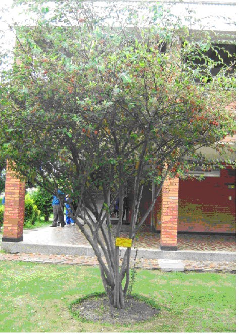 biologia jonathan cubillos