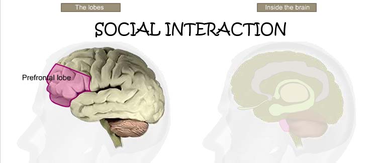 TL's Journey of Life (Chapter one): Part 5: Brain Regions and Controls