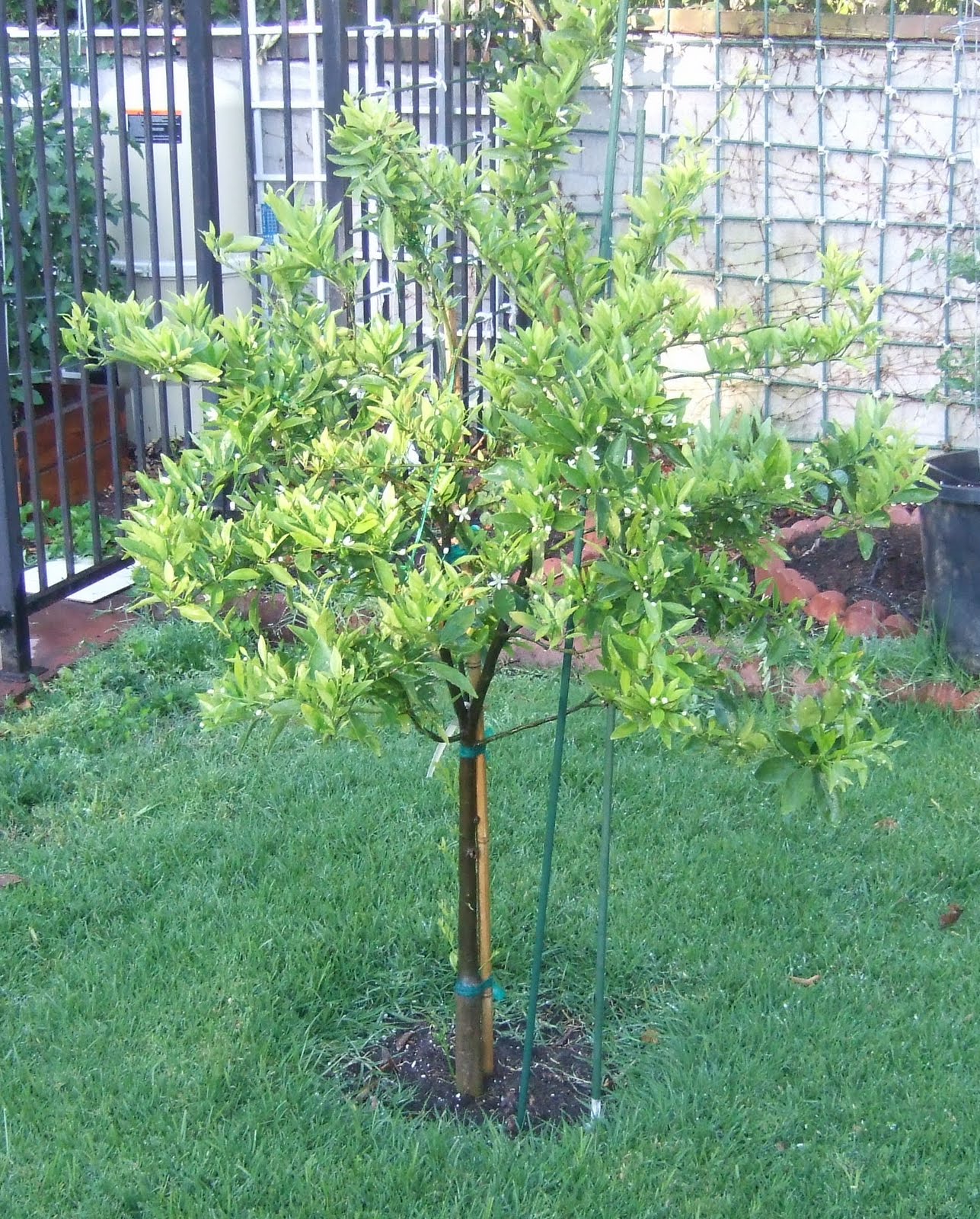 My Southern California Vegetable Garden: Kishu Mandarin Flowering
