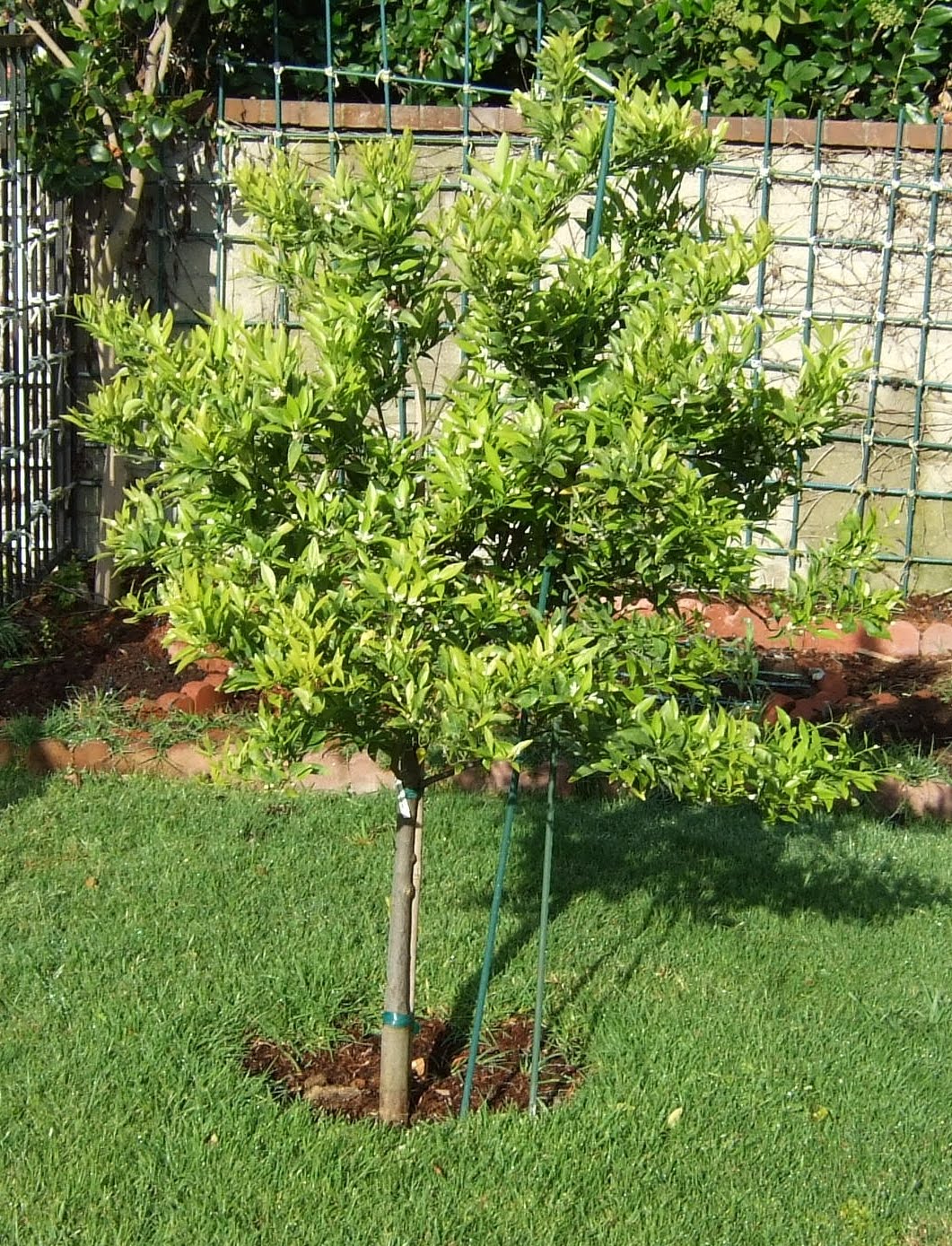 My Southern California Vegetable Garden: Kishu Mandarin Flowering