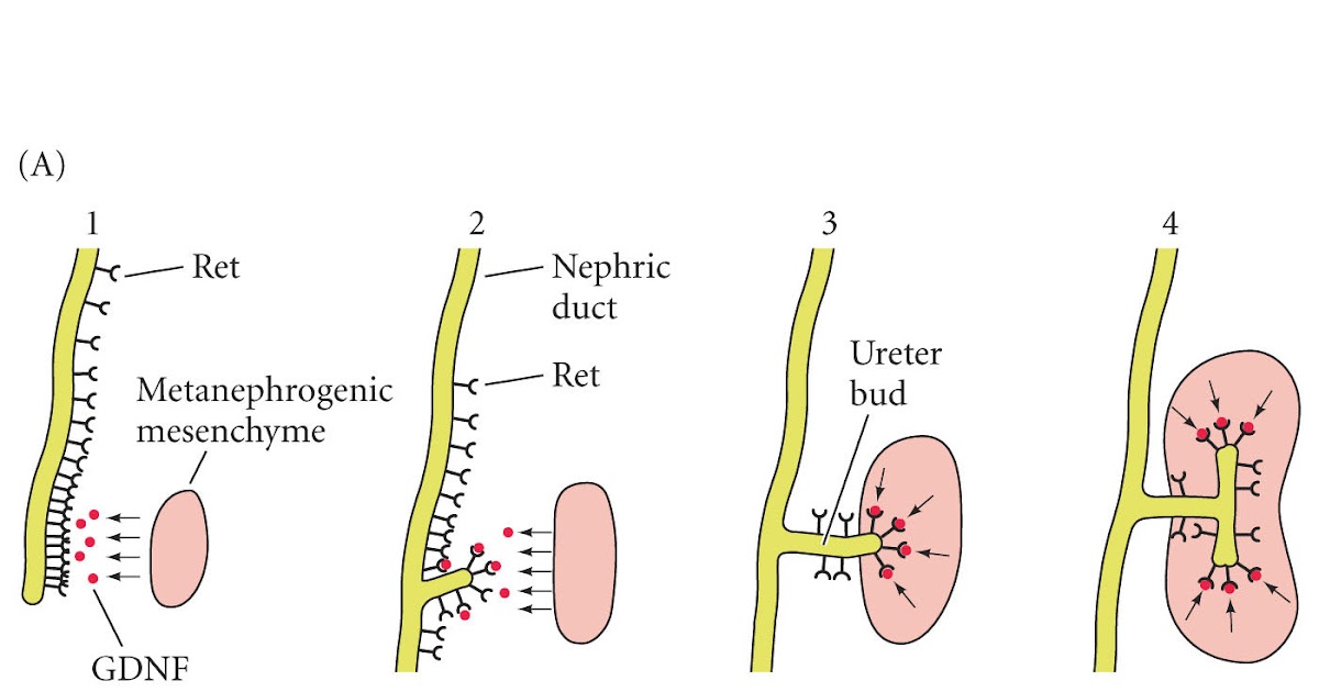 Renal Fellow Network: Ret & Kidney Development