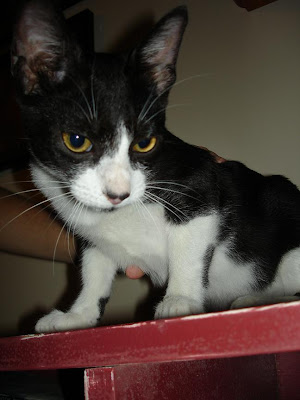 PAWS Saipan: Pet Assistance and Welfare Services