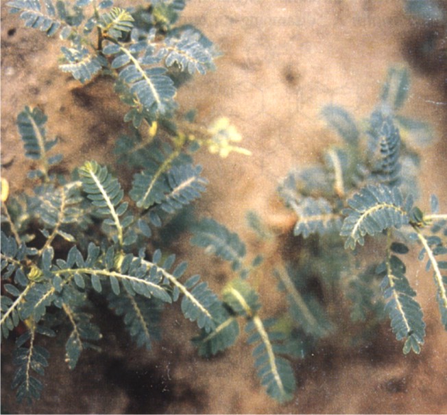 Meniran (Phyllanthus niruri Linn.) ~ Lansida