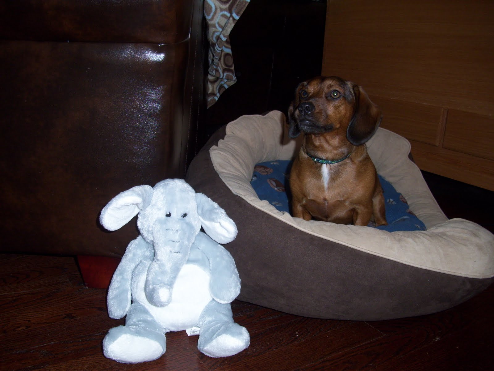 Ms. Hutchens' Kindergarten Class: Mr. Snuffles