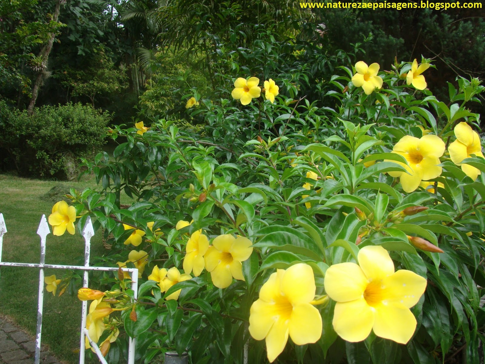 Natureza e Paisagens: ALLAMANDA