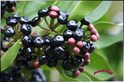 Segalanya Tentang... Burung Walit- Swiftlets: Makanan Tambahan untuk ...