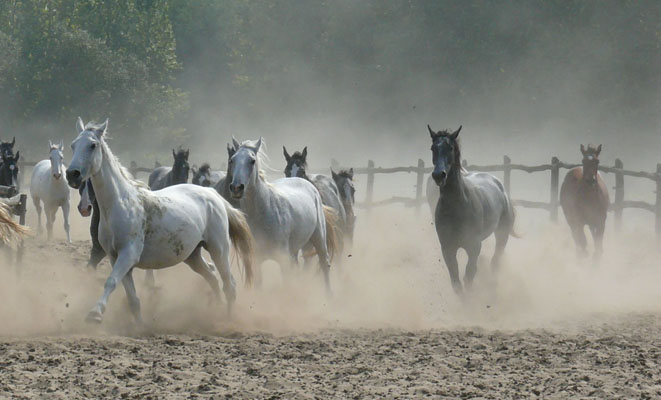 Lovas fotók - lovas képek: Lipicai ménes