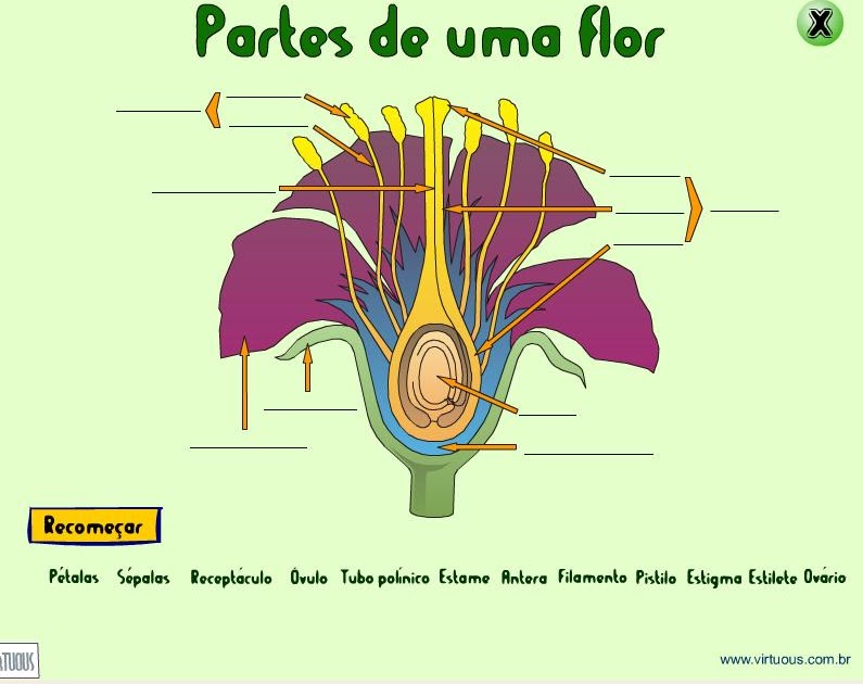 Profª Késsia Rosa: Partes de Uma Flor