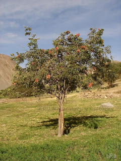 Producto no tradicional: La Tara: BOTÁNICA DE LA TARA