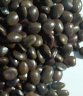 Producto no tradicional: La Tara: BOTÁNICA DE LA TARA