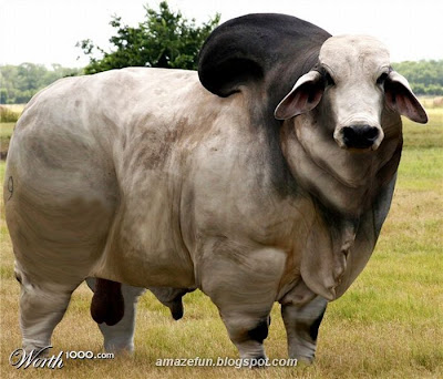 Amazing Fun: Fat Animals