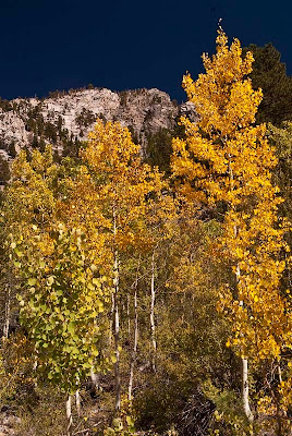 Southern Nevada Outside: Fall Colors at Mt Charleston
