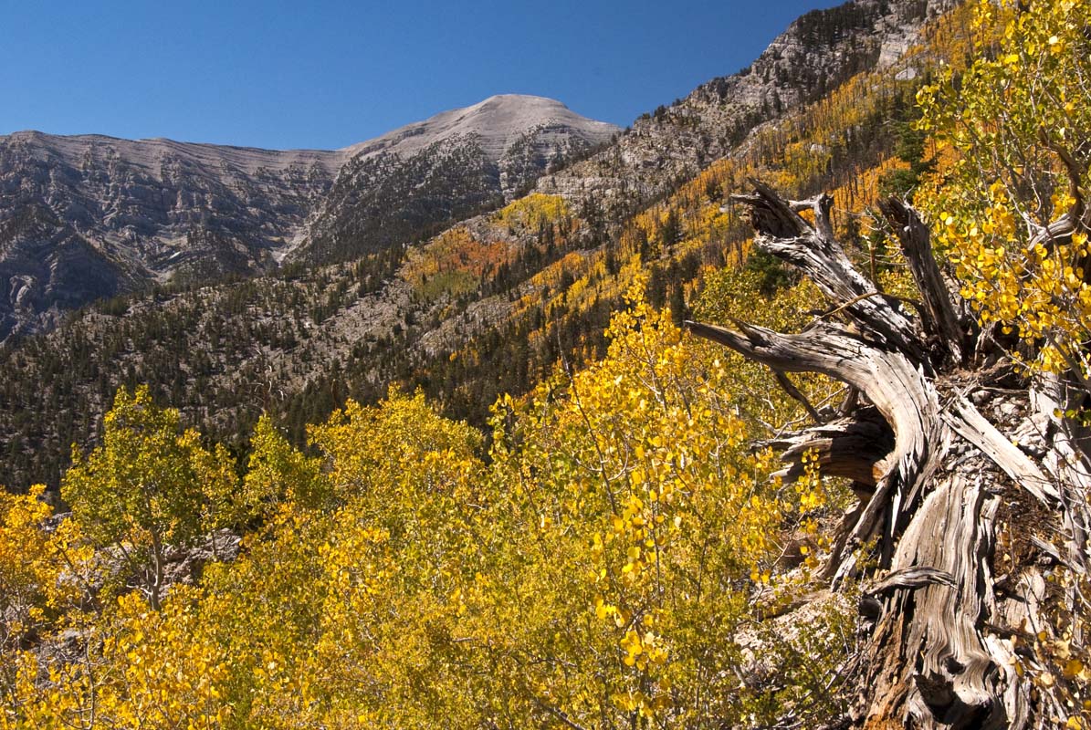 Southern Nevada Outside: Fall Colors at Mt Charleston