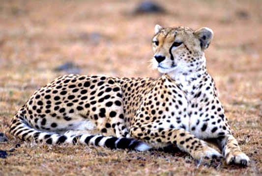 Los Animales Terrestres: Animales Terrestres