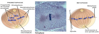 SciTour: μίτος (Mitos)