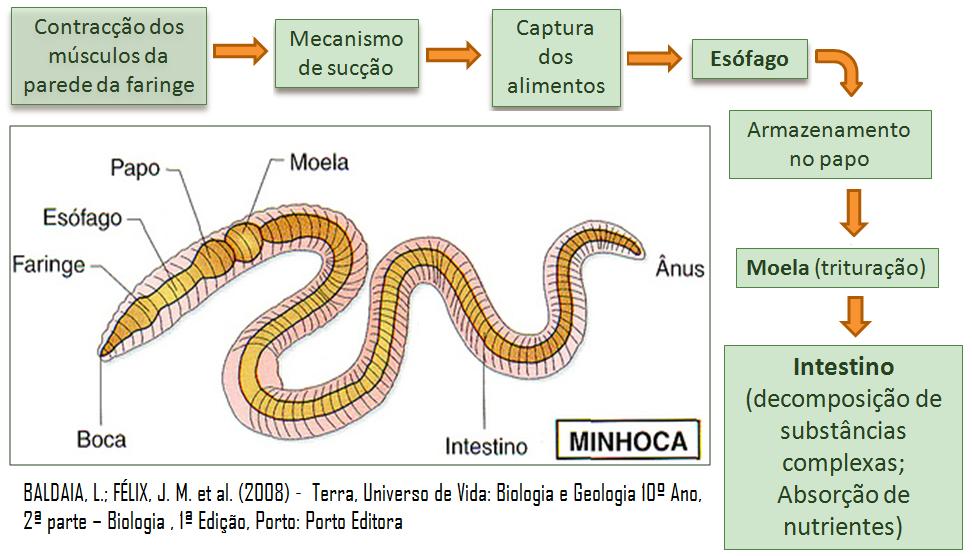 Vermicompostagem: Minhocas à obra!: O Sistema Digestivo da Minhoca
