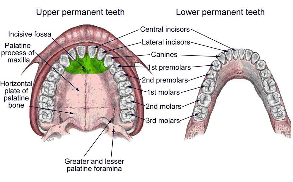 تازه های از طب دهن و دندان: انستیزی موضعی و اختلاطات آن