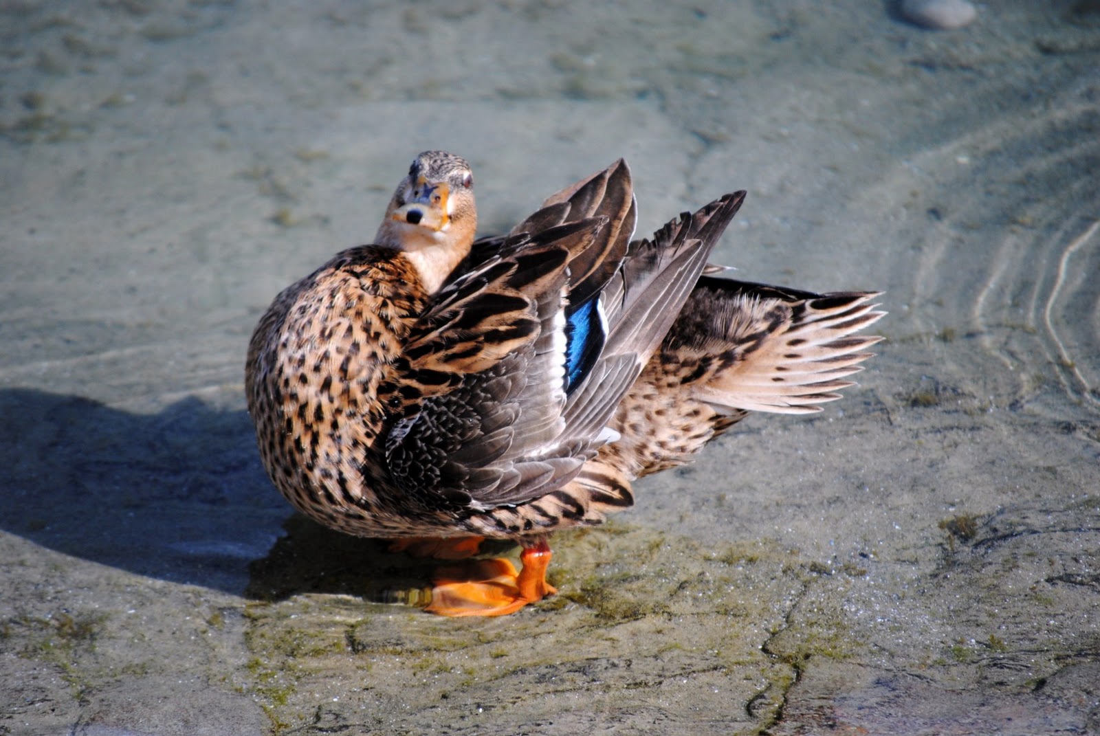 LE MAXIMUM: Portrait d'une cane - photos et fonds d'écran gatuits