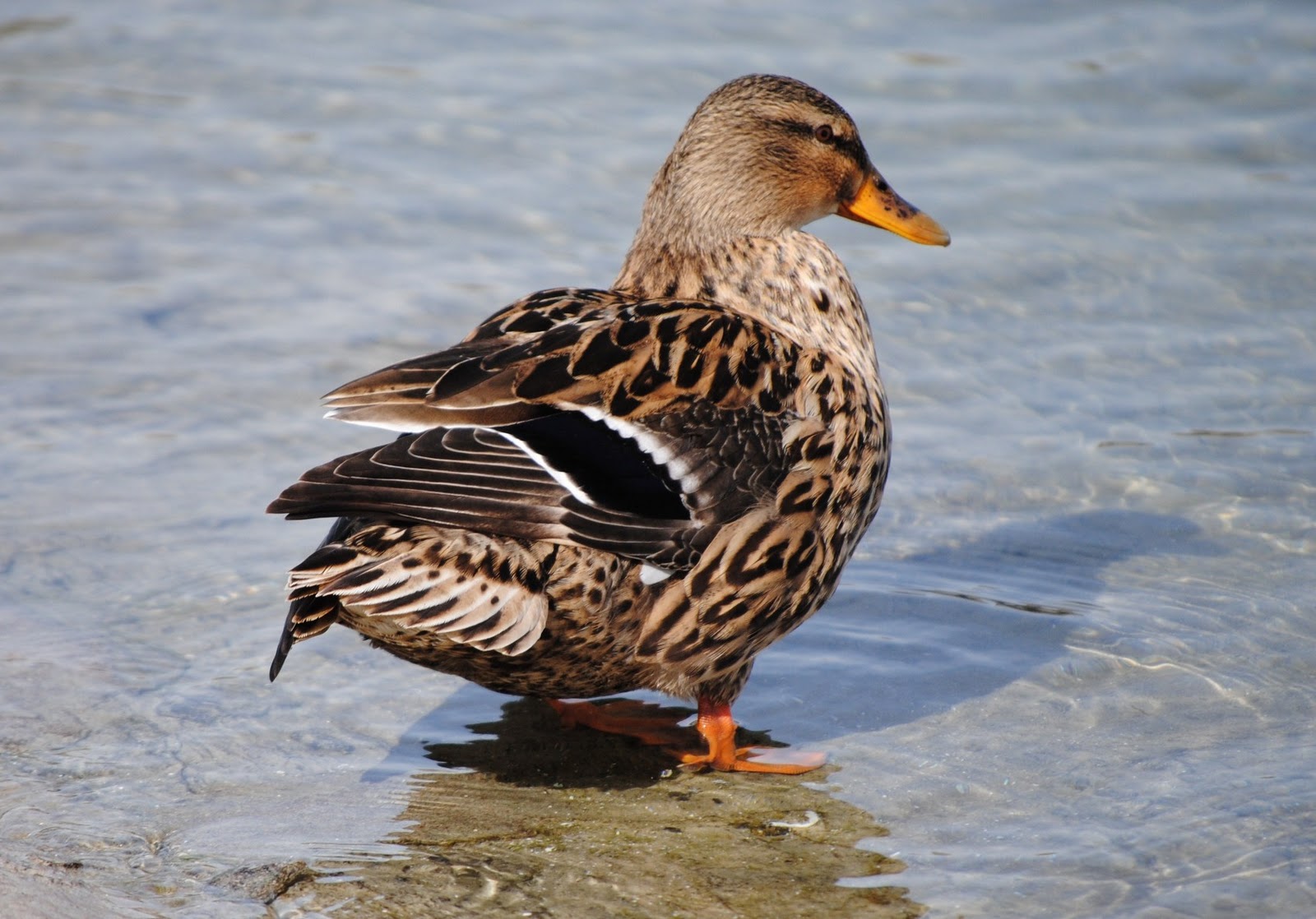 LE MAXIMUM: Portrait d'une cane - photos et fonds d'écran gatuits