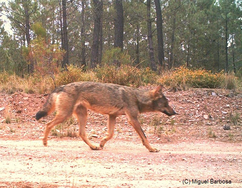Fauna Ibérica: Seguimento de duas alcateias durante o ano 2009 (5)