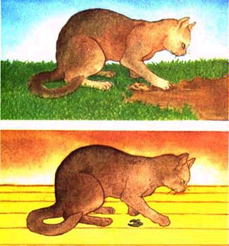 Green cat: Tipos de conducta