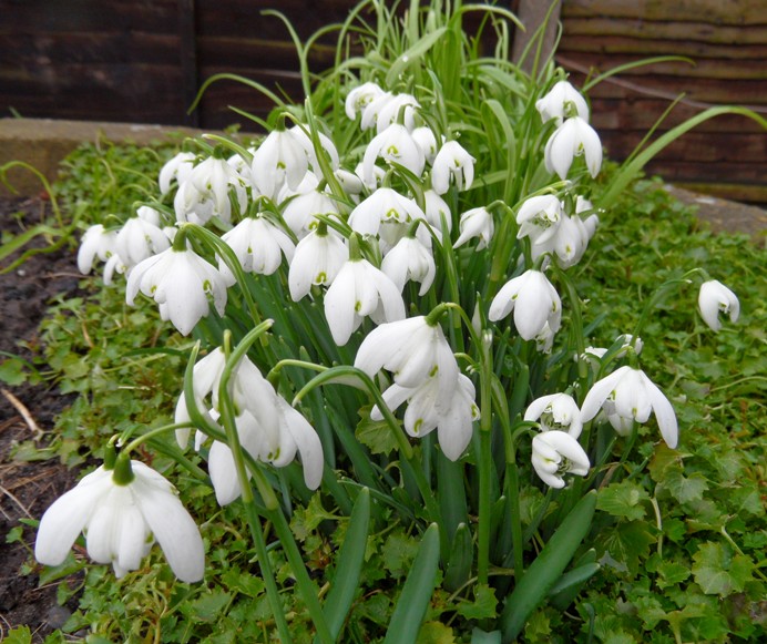 100 Mots Par Jour: Le perce-neige, premier fleur de l'année