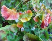My Broken Garden: Over-Watered Geranium