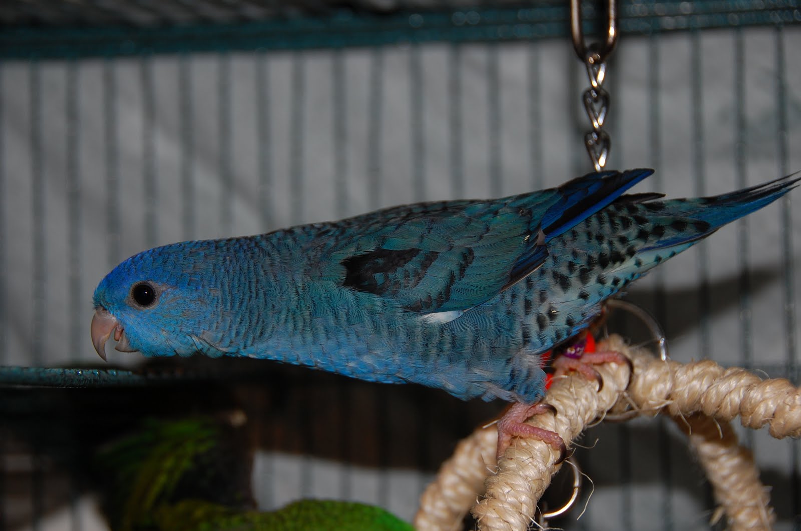 Wrensong Farm: We just flew in from Vegas and boy are our wings tired!