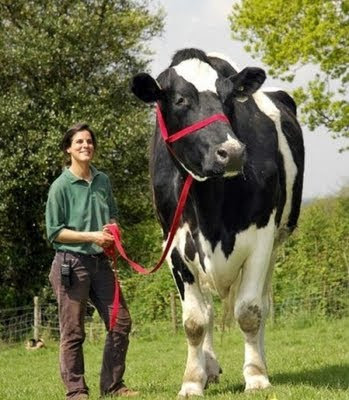 Amazing and Interesting Facts: The World's Largest Bull