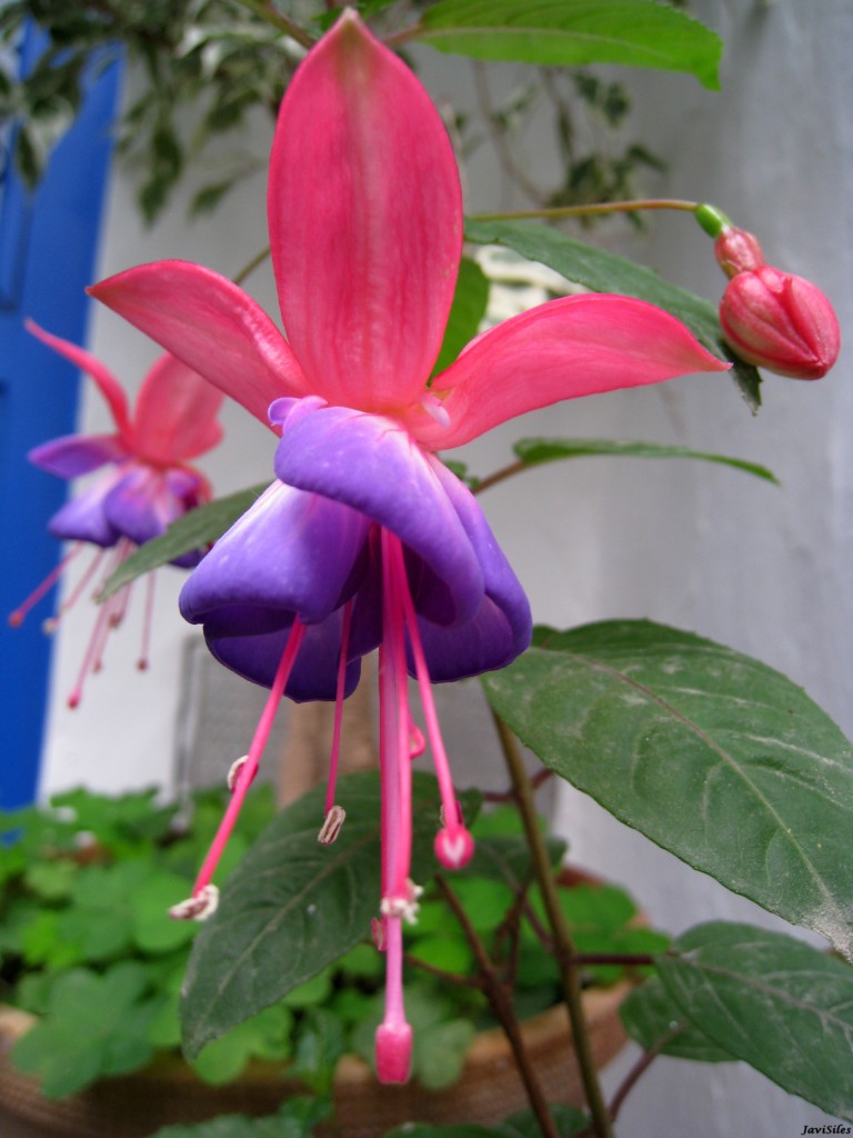 JAVI27: Fuchsia hybrida