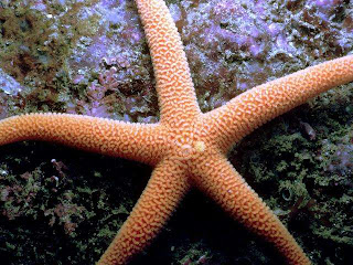 EL MARAVILLOSO MUNDO DE LOS ANIMALES: ESTRELLA DE MAR