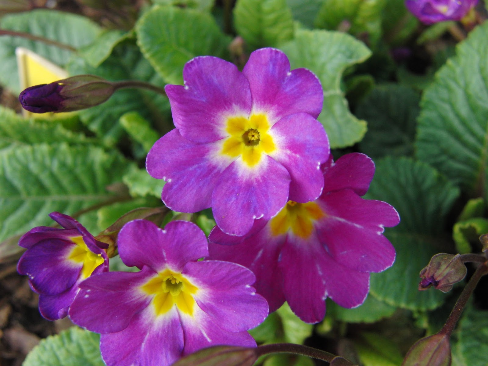 Kristins Hage&Drivhus: Forskjell på Primula acaulis og Primula polyanthus?