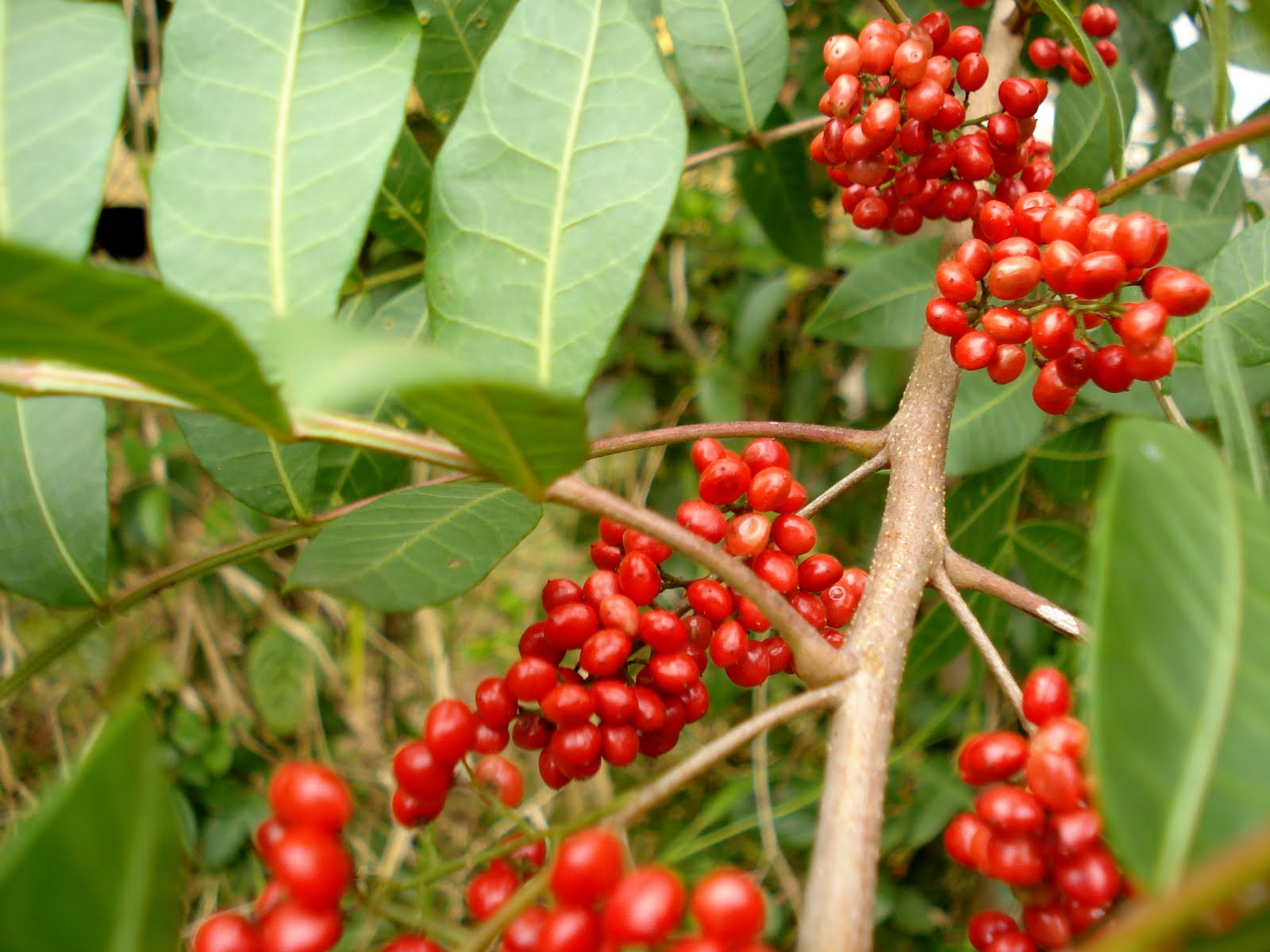 Aroeira Vermelha Nome Científico - RETOEDU