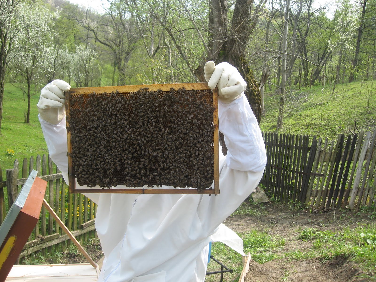 Un român în România: APICULTURĂ