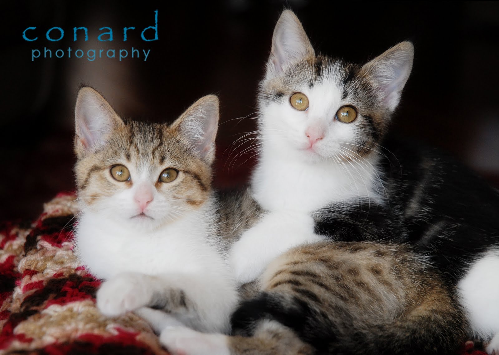 Conard Photography: Pretty Kitties