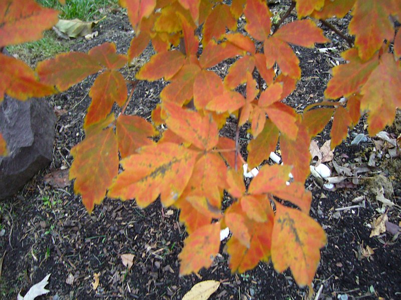 MucknMire: Paperbark maple, Acer griseum and Witch hazel, Hamamelis x ...