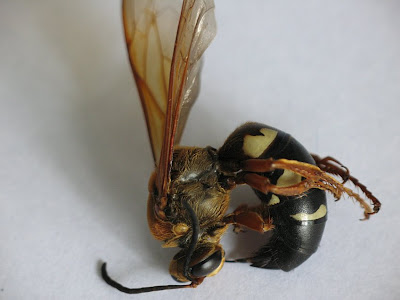 MucknMire: Hornet - Eastern Cicada Killer wasp, ground spider webs and ...