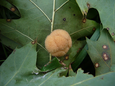 MucknMire: Fuzzy growth on underside of oak leaves