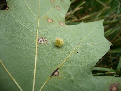 MucknMire: Fuzzy growth on underside of oak leaves