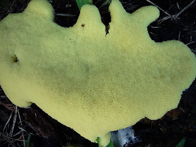 MucknMire: Another interesting fungus, Tapioca Slime Brefeldia maxima ...