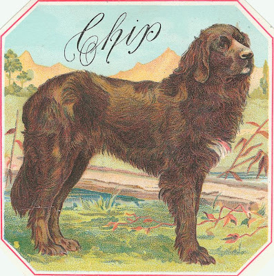 Magic Moonlight Free Images: Vintage dog Labels!