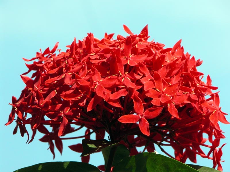 SATISFIED : BOTANICAL FAMILIES: FAMILY OF THE WEEK: RUBIACEAE