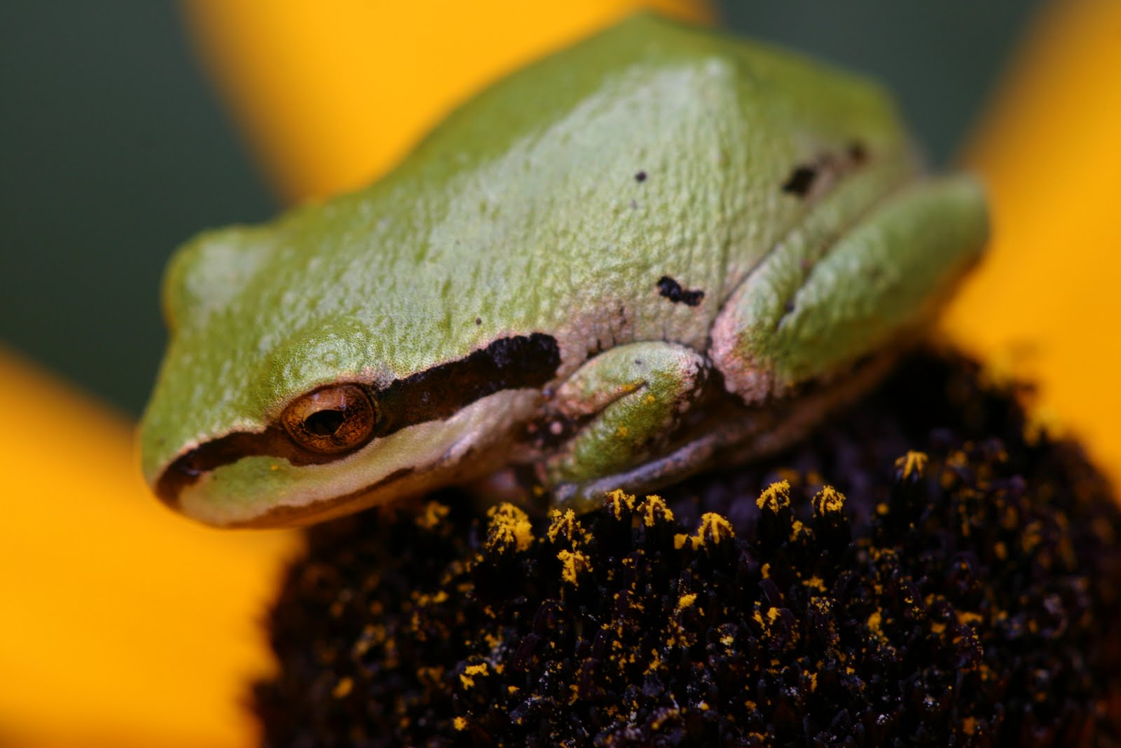 Peargirl Knits: Tree Frog on Black-Eyed Susan