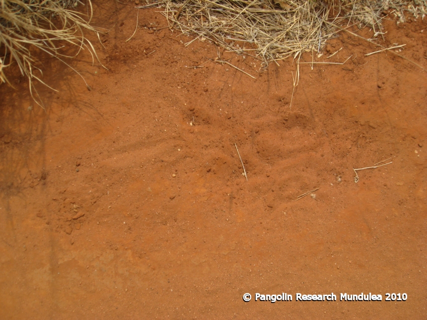 Pangolin Research Mundulea: Pangolin tracking in Mundulea- expert ...