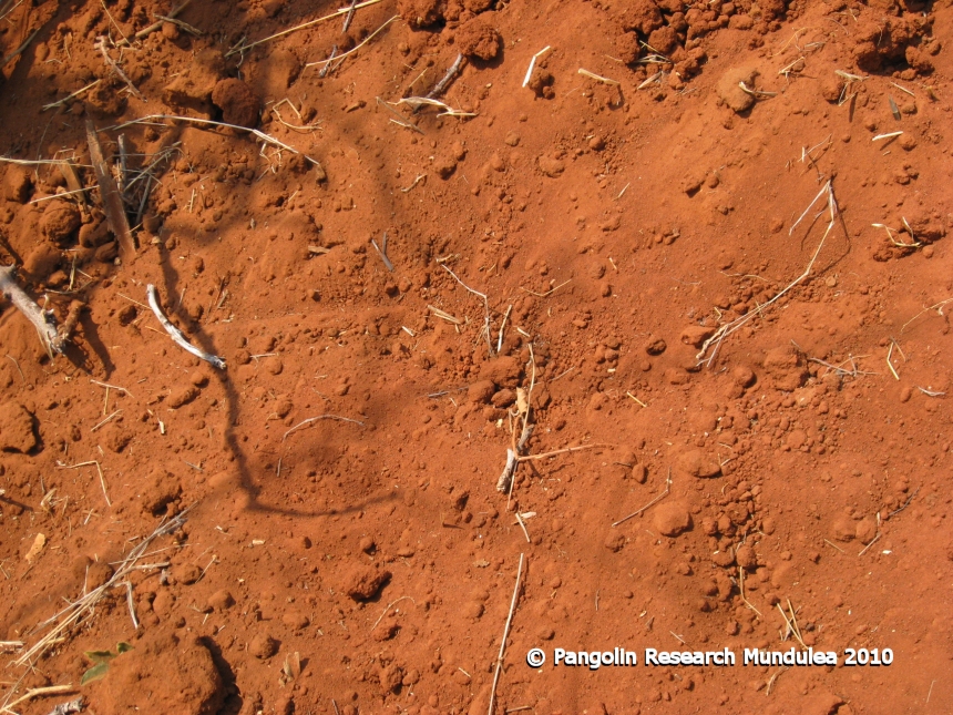 Pangolin Research Mundulea: Pangolin tracking in Mundulea- expert ...