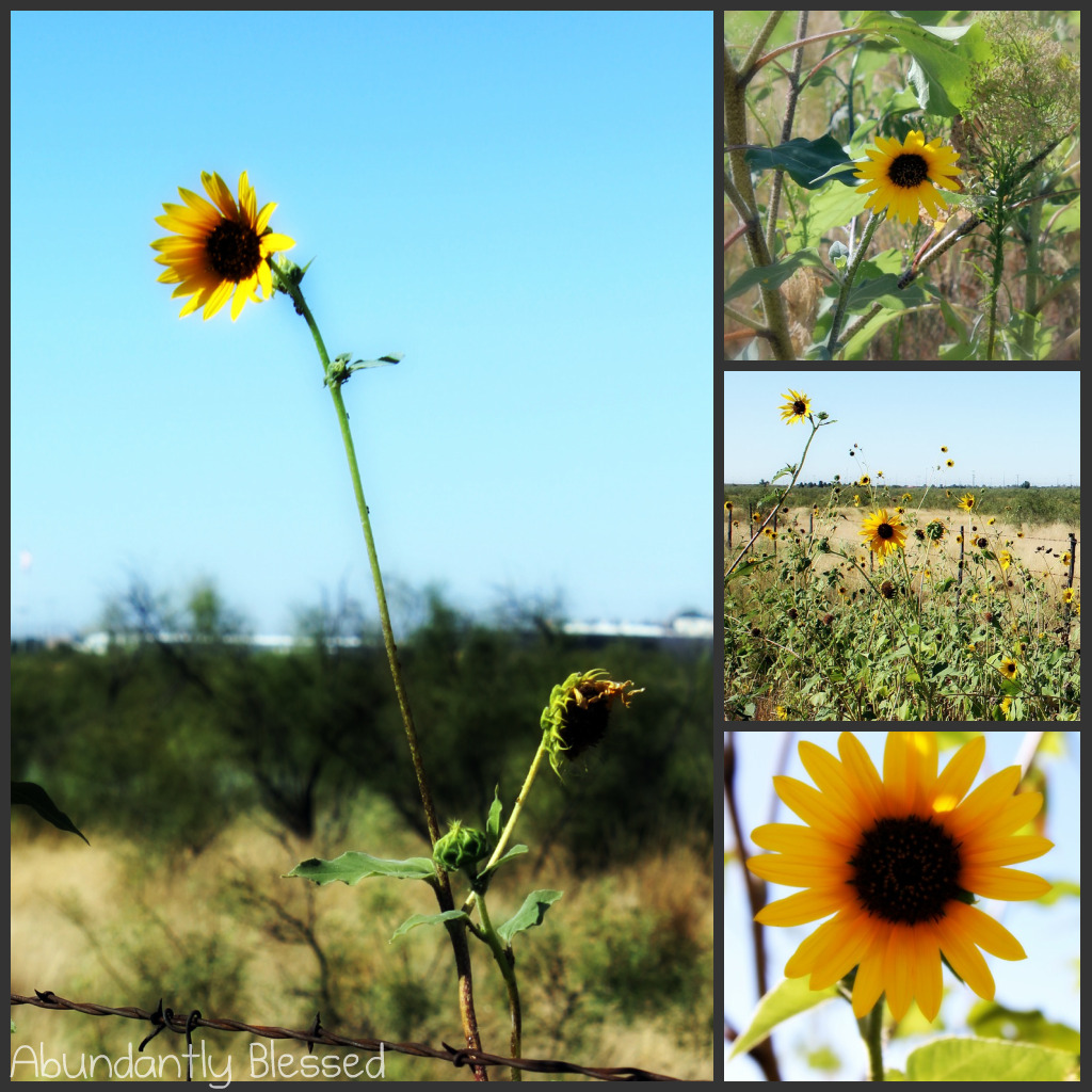 this joyful life: Sunflower Collage