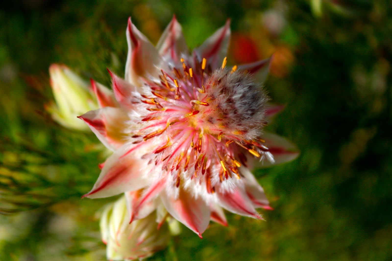 Dolwendee: A pretty pink Protea
