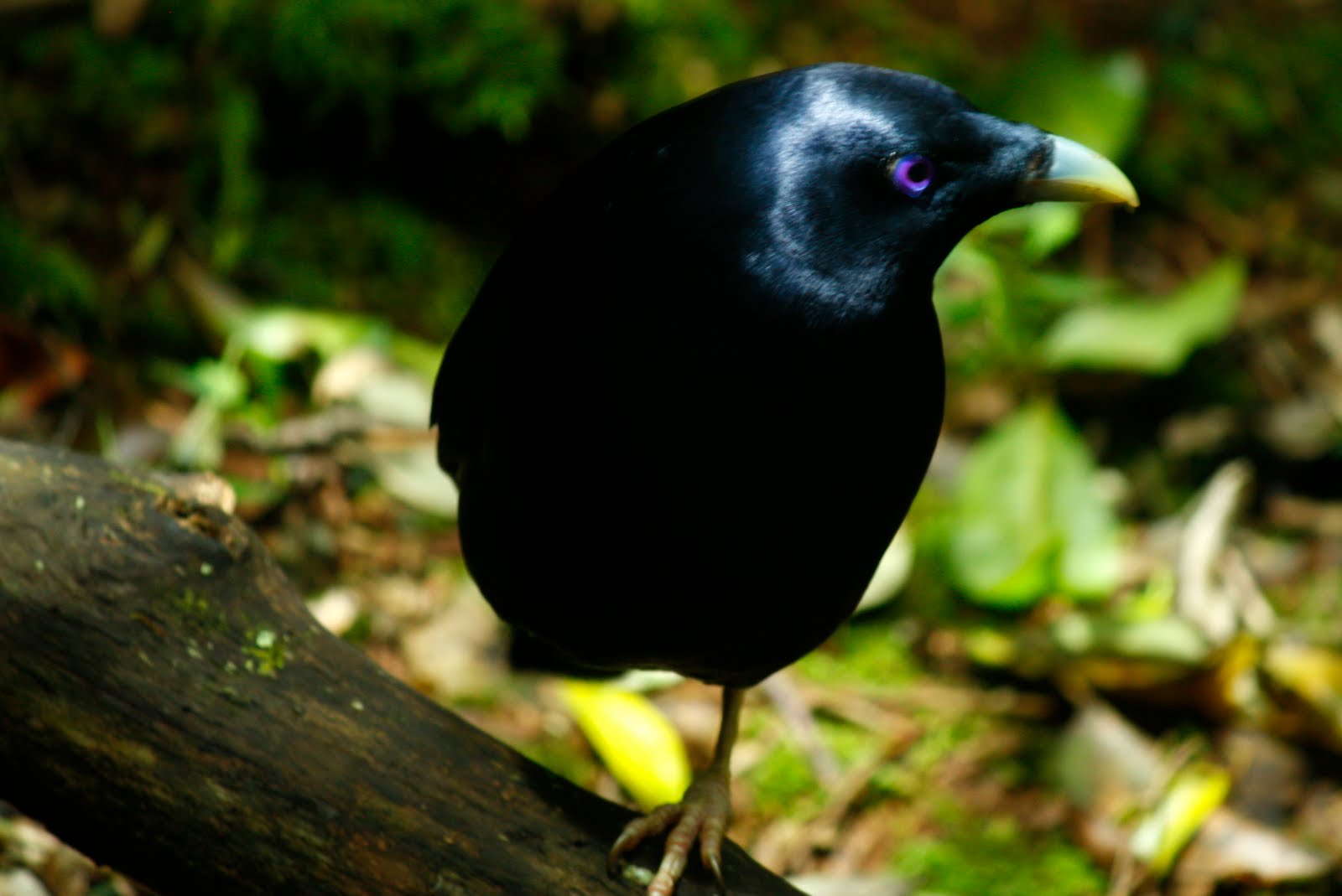Thru my Sydney Eye: Twitching - Bower Birds