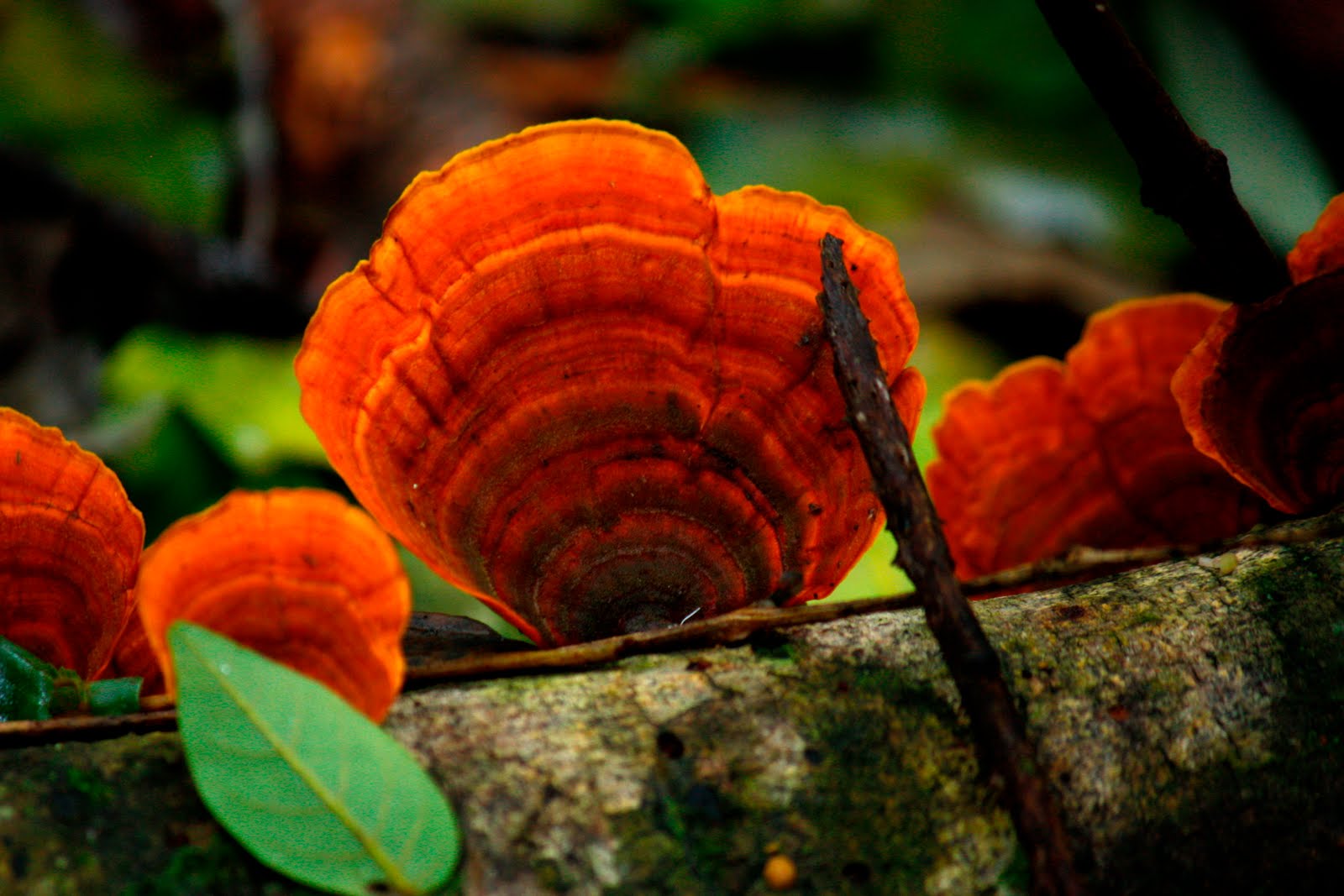 Thru my Sydney Eye: Fungi - crawling out from the primaeval ooze