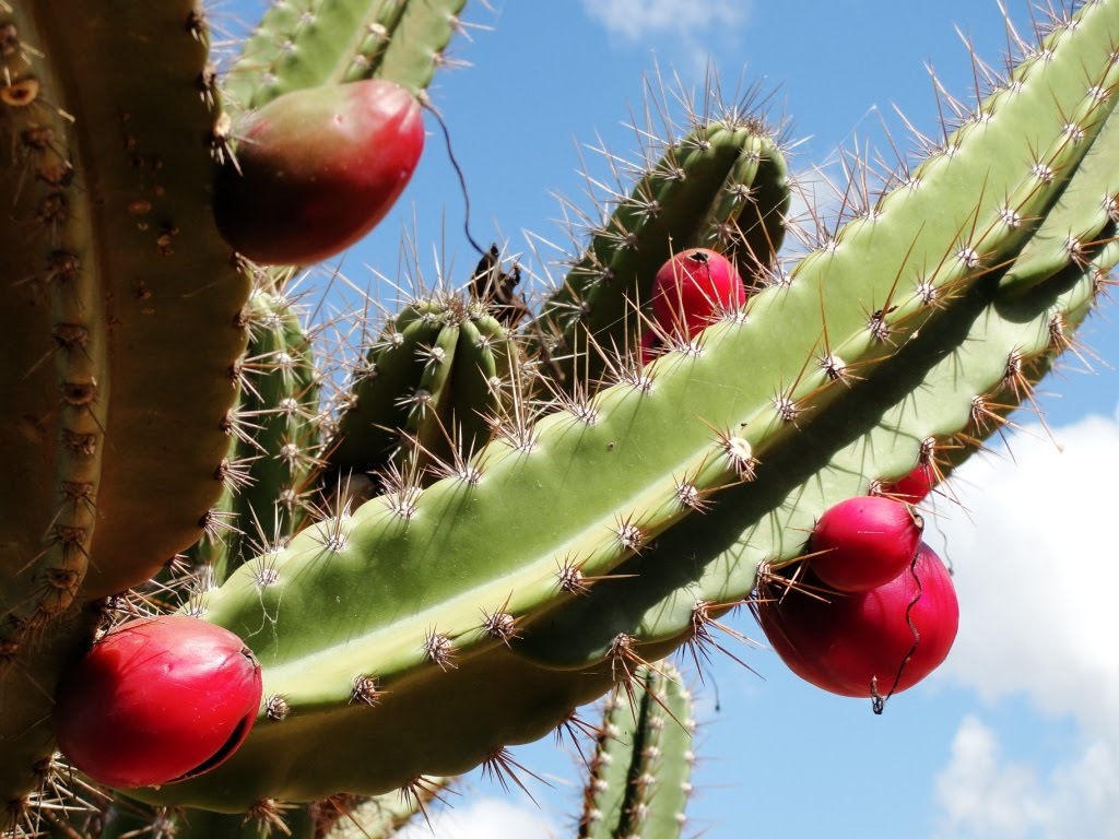 Fotografias Recordadas: Fruto do Mandacaru
